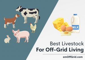 The 5 Best Livestock For Off-Grid Living