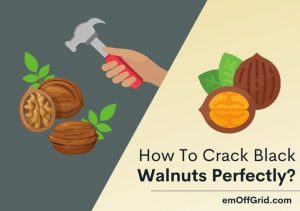 How to Crack Black Walnuts