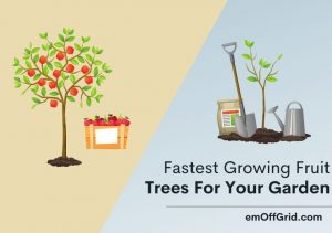 Top 14 Fastest Growing Fruit Trees for You Garden