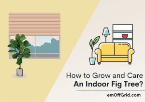 Grow & Care For Indoor Fig Tree