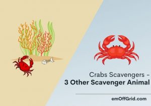 All About Crabs Scavengers That You May Not Know
