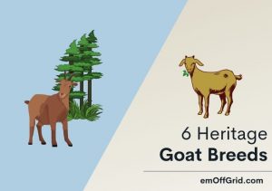 6 Heritage Goat Breeds