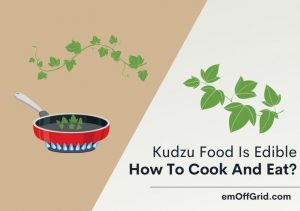 Kudzu Food Is Edible: How to Cook and Eat