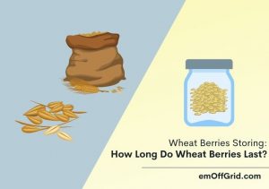 How to Store Wheat Berries to Last Longer