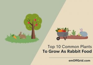 10 Common Plants to Grow as Rabbit Food Sources