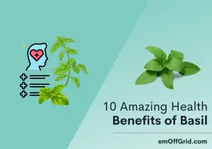 10 Amazing Health Benefits of Basil (When Living Off-Grid)
