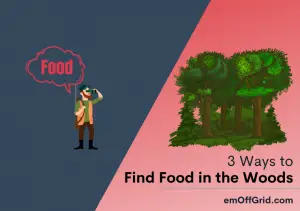 How to Find Food in the Woods (3 SURVIVAL Food Types in the Wood)