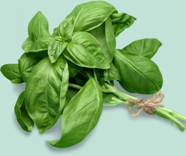 10 Amazing Health Benefits of Basil (When Living Off-Grid)