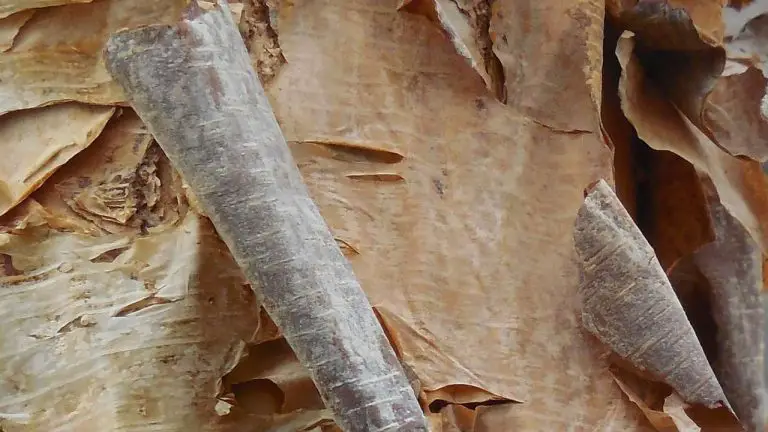 4 Basic Ways to Eat Tree Bark That Helps Survive in the Wood