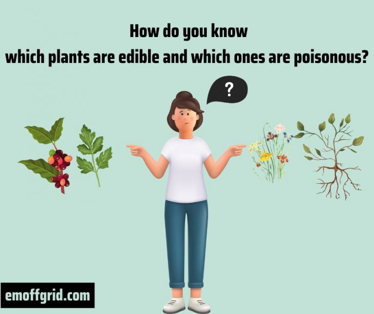 How to Find Food in the Woods (3 SURVIVAL Food Types in the Wood)